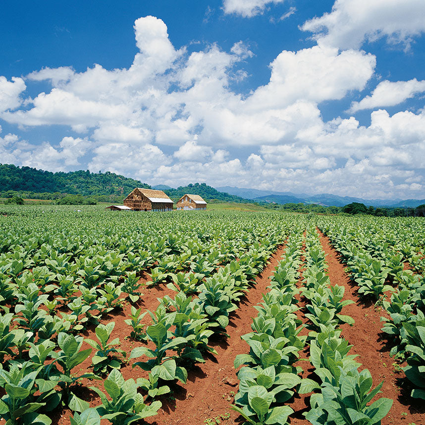 What creates flavour: the good, the bad & the non-existent – nextCIGAR